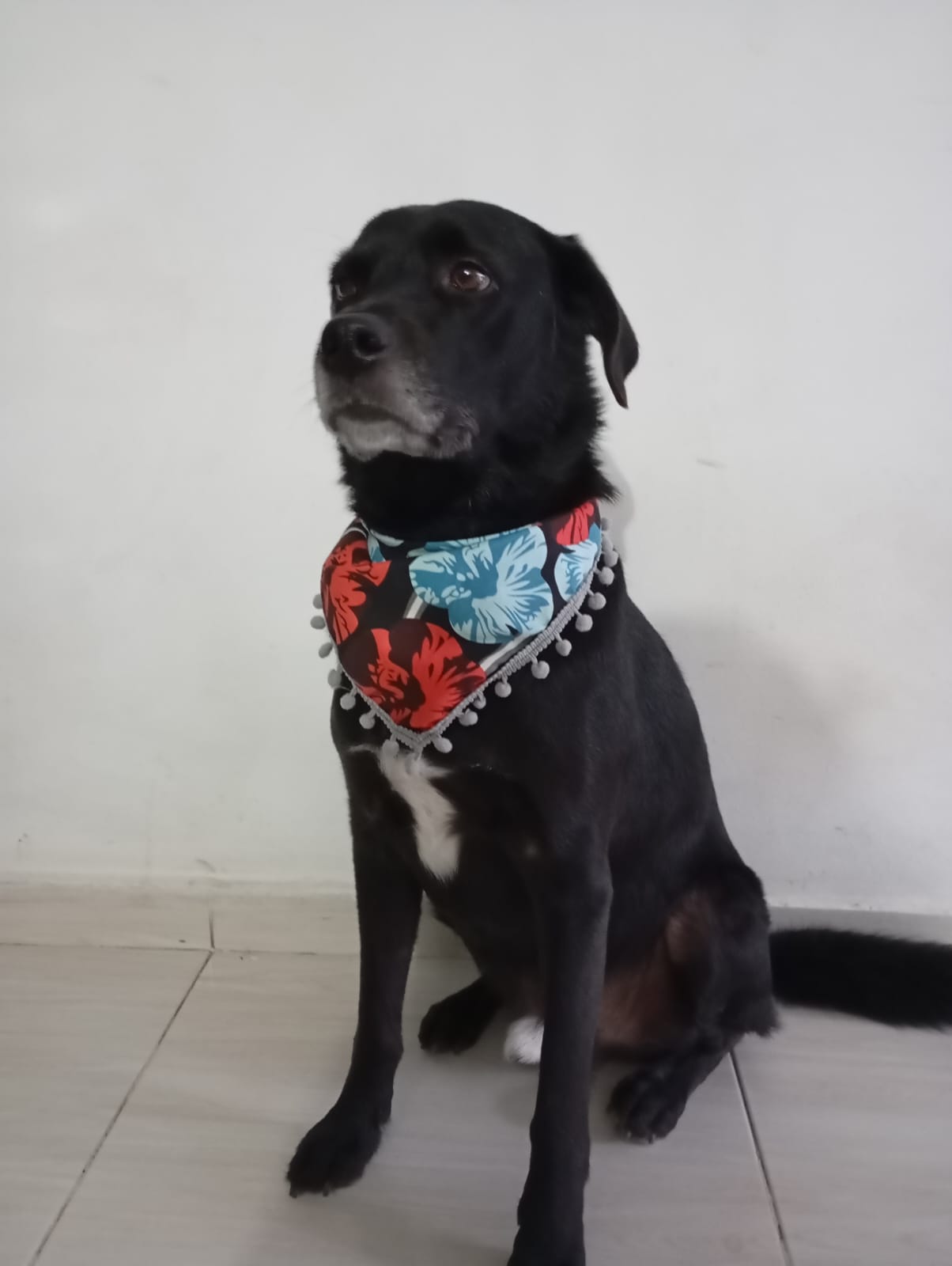 En Boyacá, el Día Mundial del Perro Adoptado promueve el amor y la ...